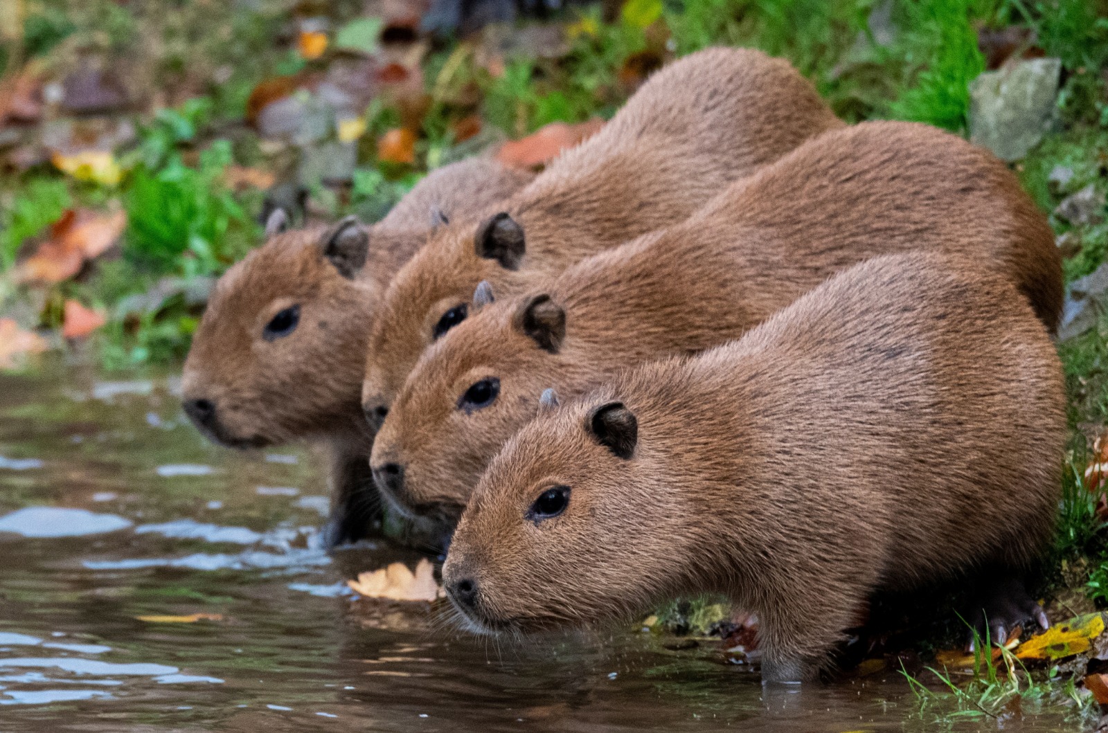 Capivara vira símbolo oficial em Capivari de Baixo - SCTODODIA