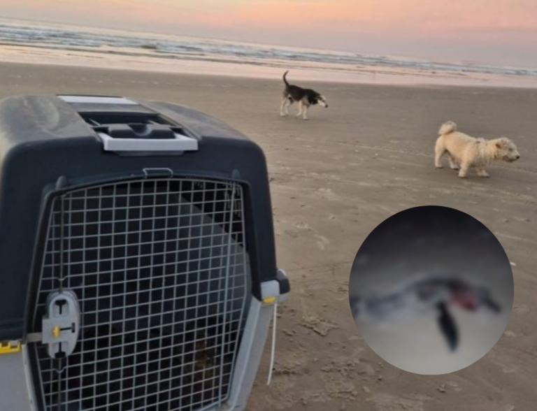 Lobo-marinho morre após ataque brutal de cães em praia de SC - SCTODODIA